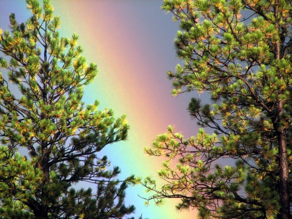 First Sunday of Lent by Sister Anne | Presence in the Pines